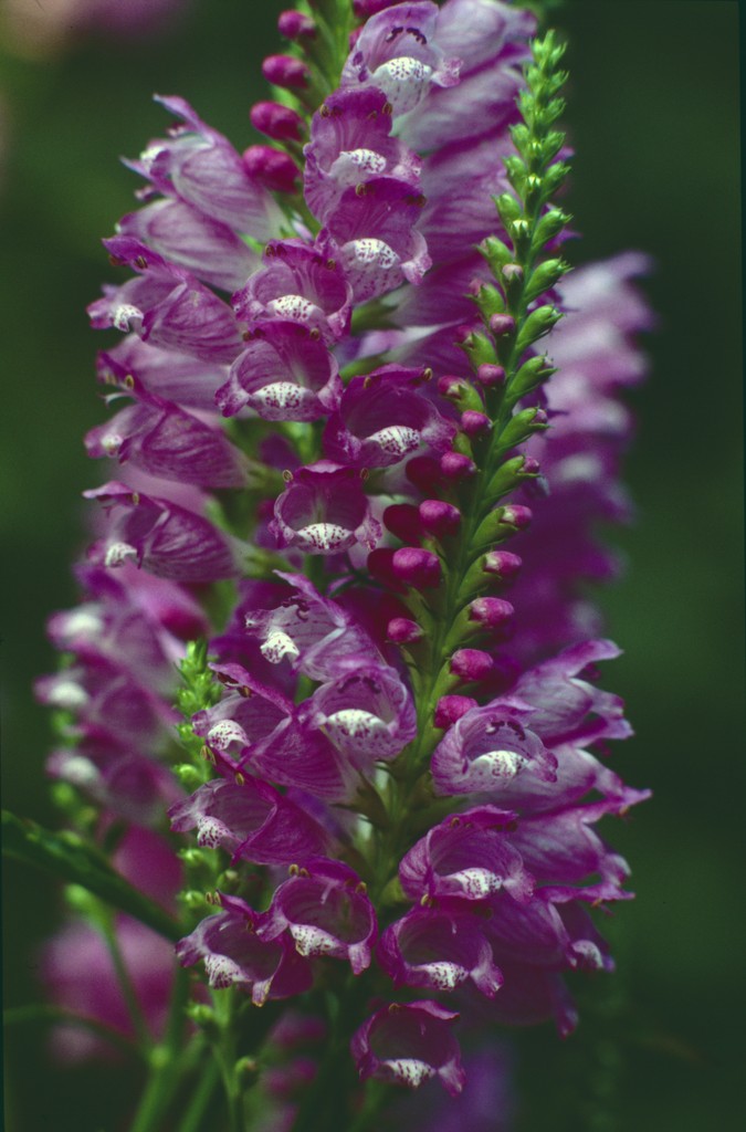 Garden Spots: Photography of the Natural World – News