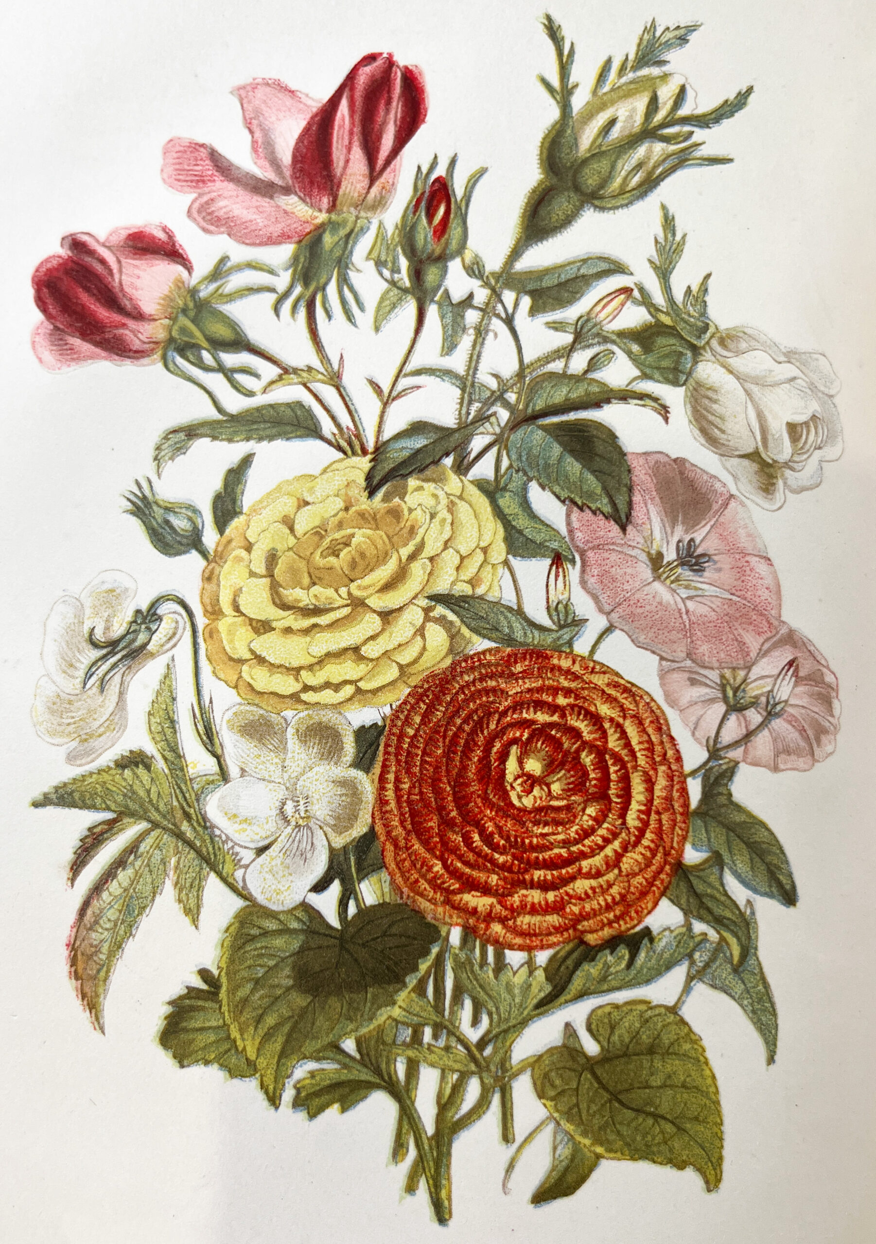 How to Speak the Language of the Flowers: Floral Dictionaries in the ...